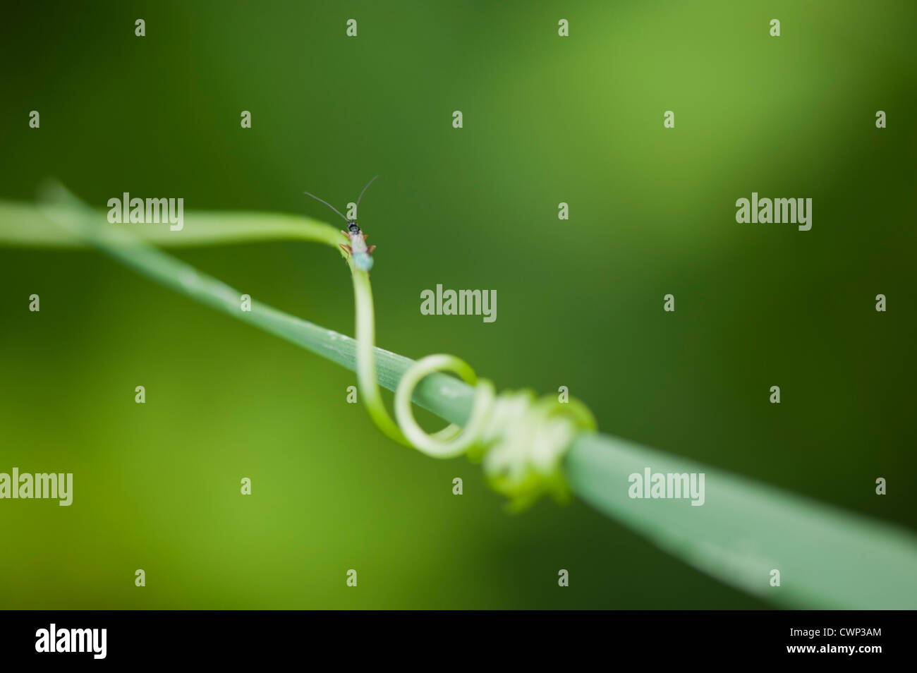 Insect on tendril coiling around blade of grass Stock Photo - Alamy