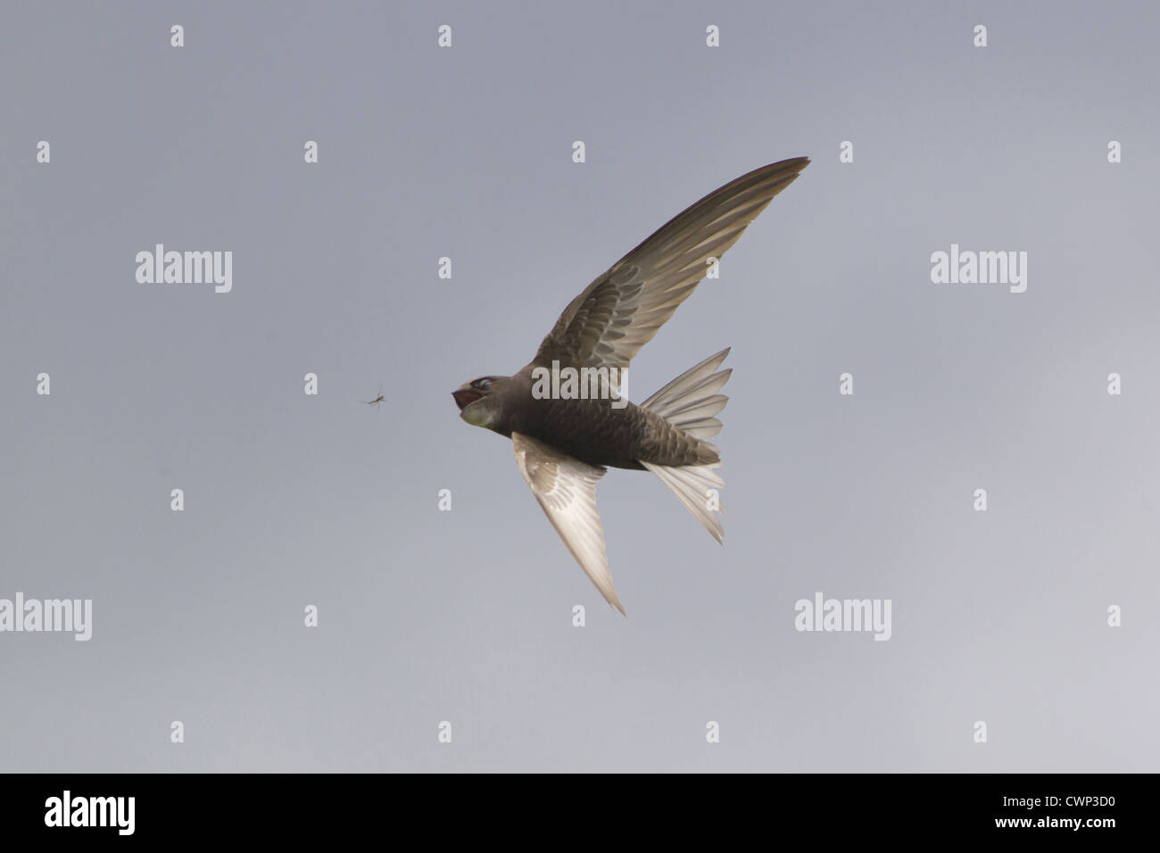 Birds that catch insects in flight hi-res stock photography and images ...