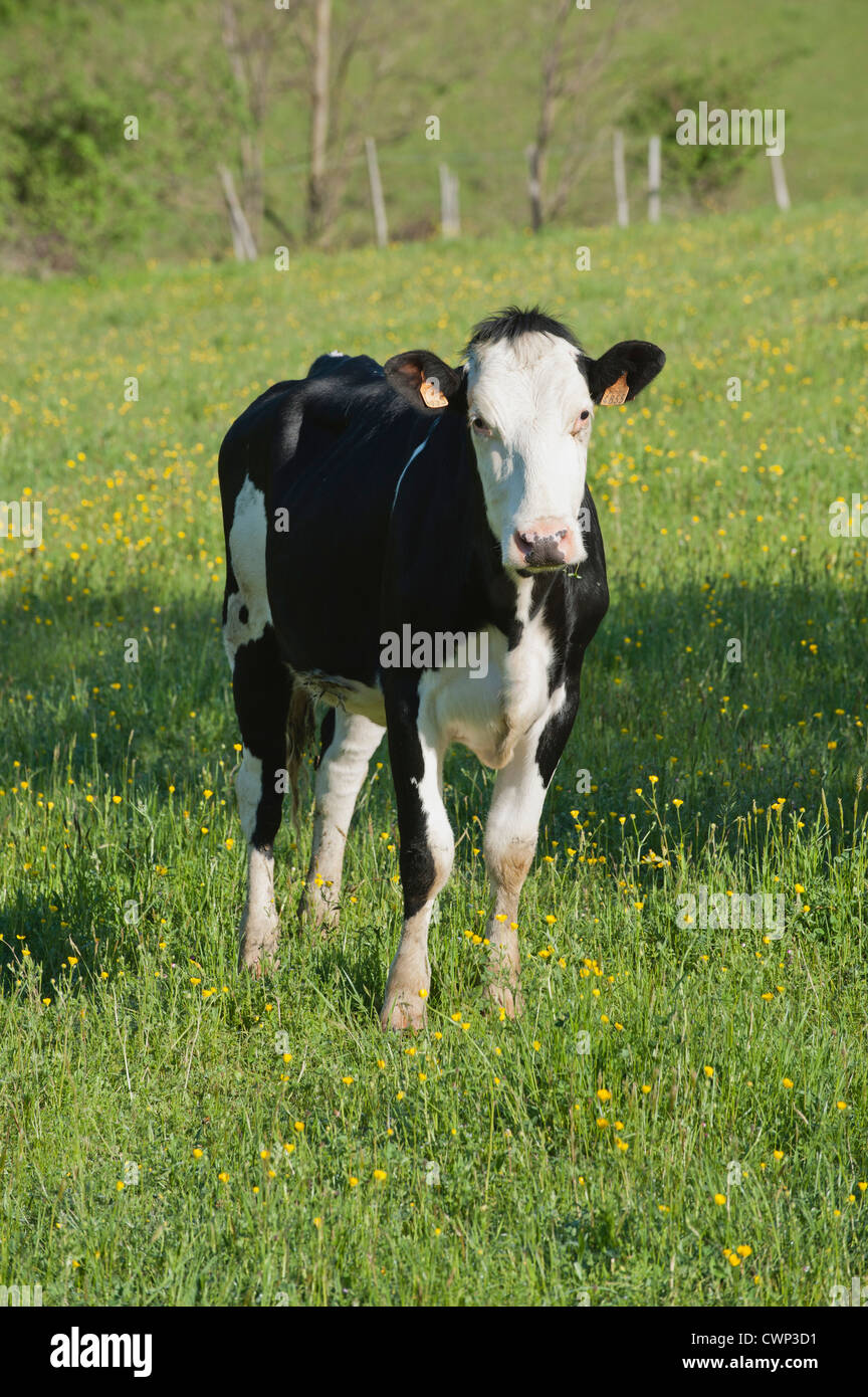 Cow in pasture Stock Photo - Alamy