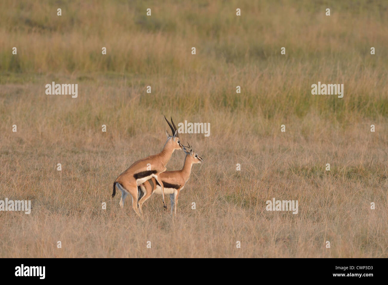 Thomson's gazelle - Tommie - Tommy (Eudorcas thomsonii - Gazella ...