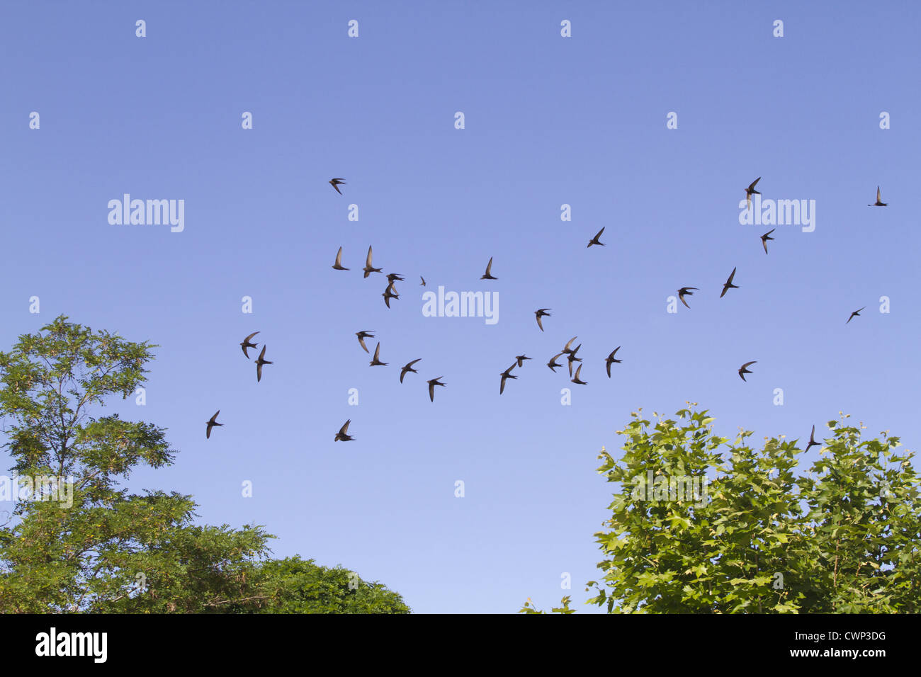 Common Swift (Apus apus) flock, in flight over trees, Castilla y Leon ...