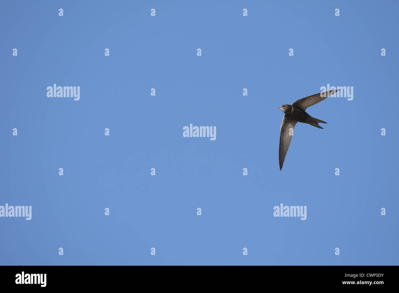 Common swift birds in flight hi-res stock photography and images - Alamy
