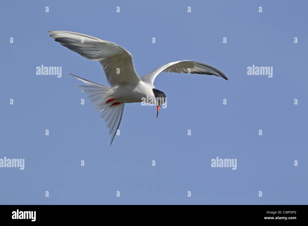 Hovering common tern hi-res stock photography and images - Alamy