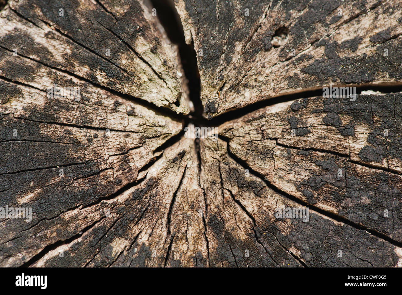 Natural wood stump hi-res stock photography and images - Alamy