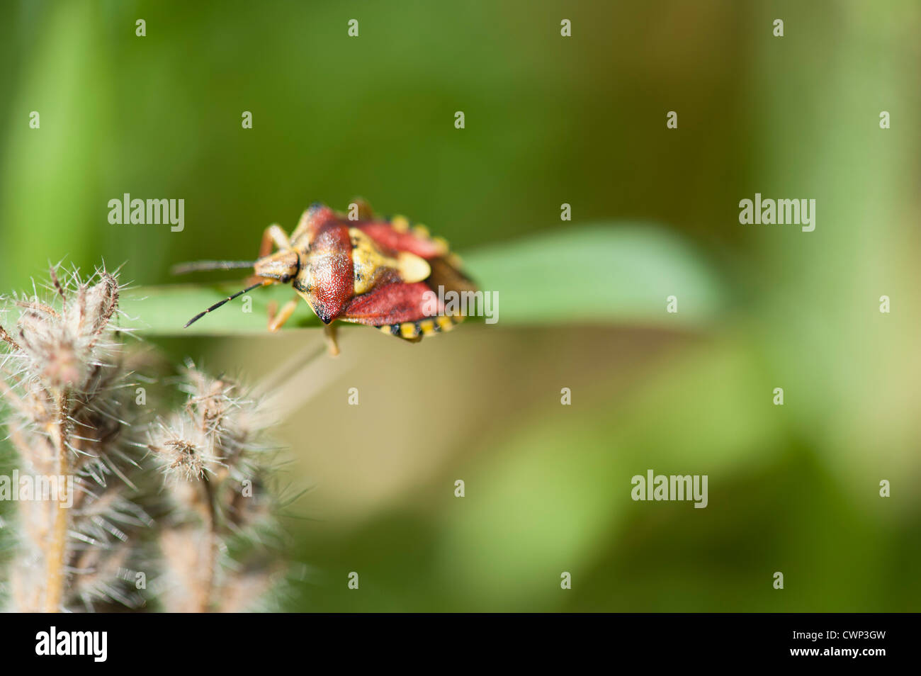 Red shield bug hi-res stock photography and images - Alamy