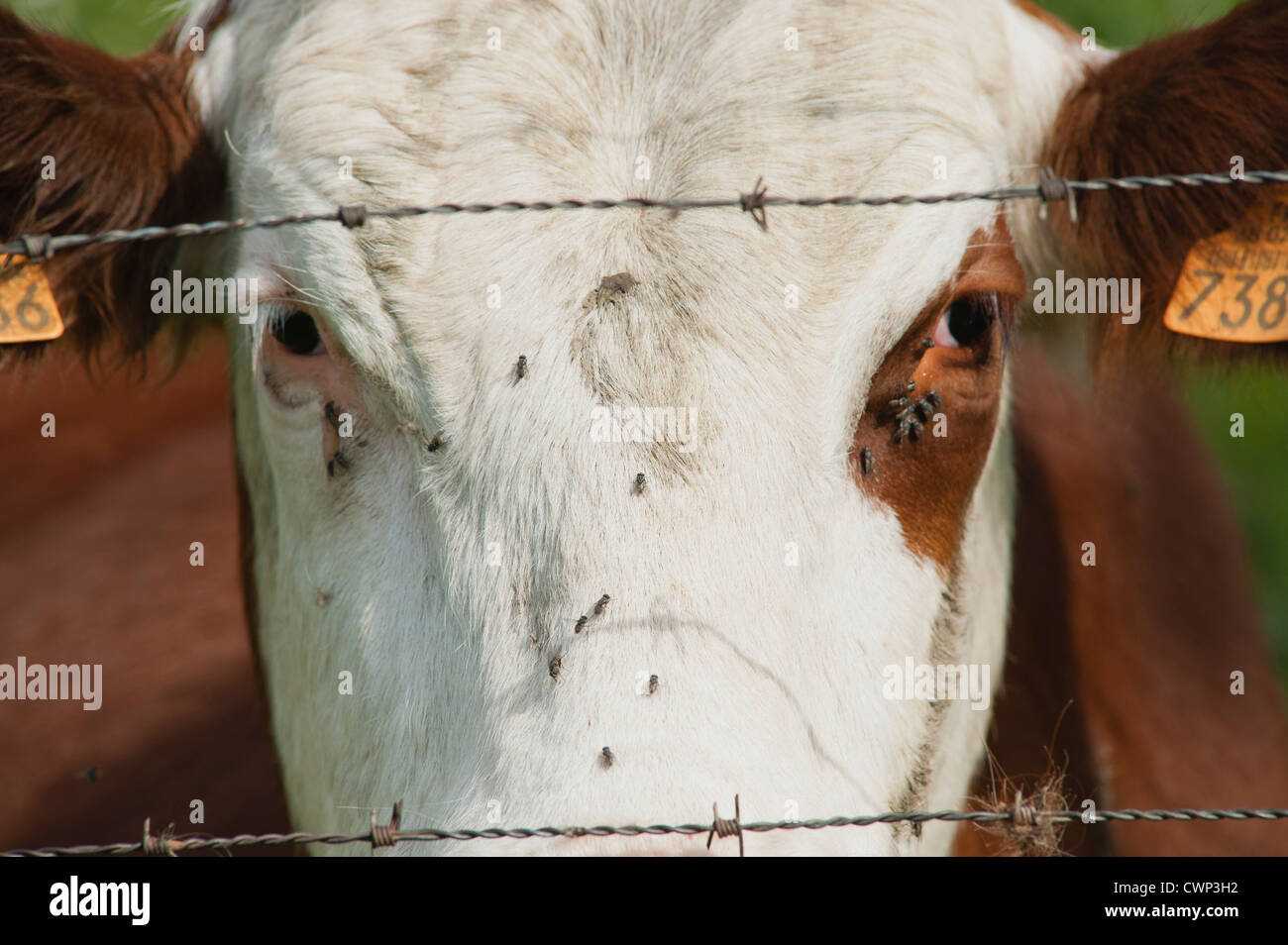 Cow behind barbed wire, close-up Stock Photo - Alamy