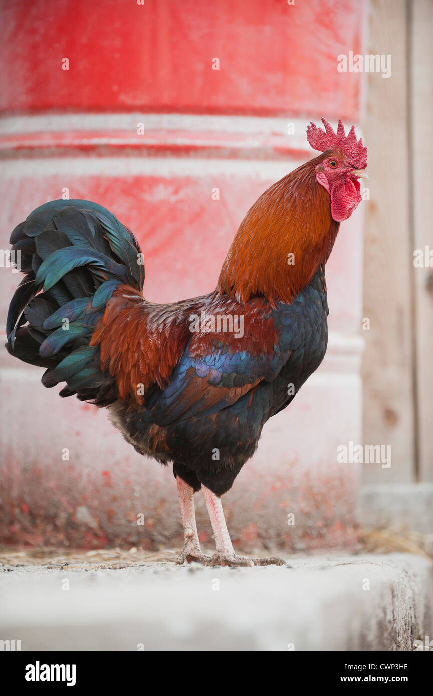 Rooster, side view Stock Photo - Alamy