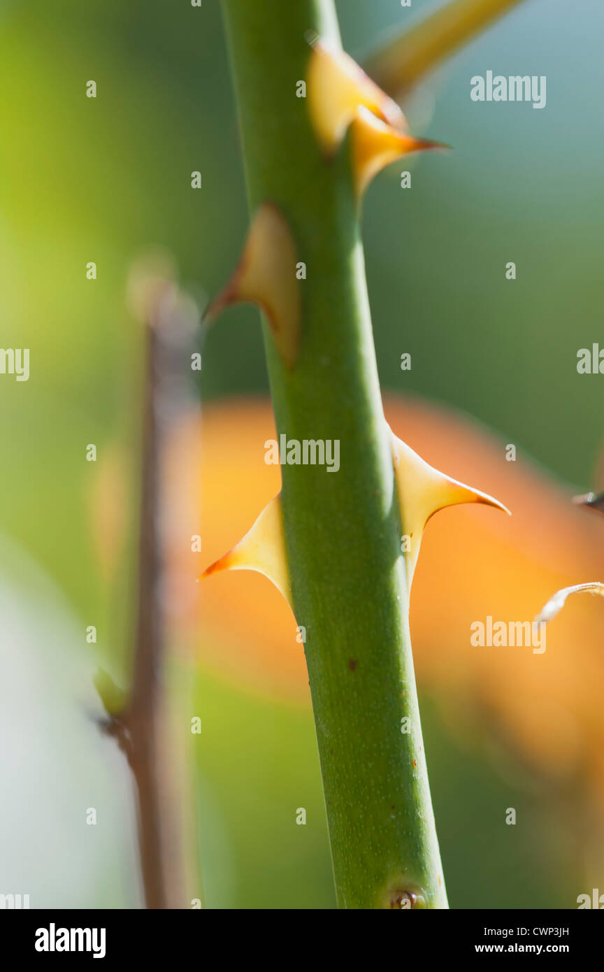 Thorns on rosebush stem, close-up Stock Photo - Alamy
