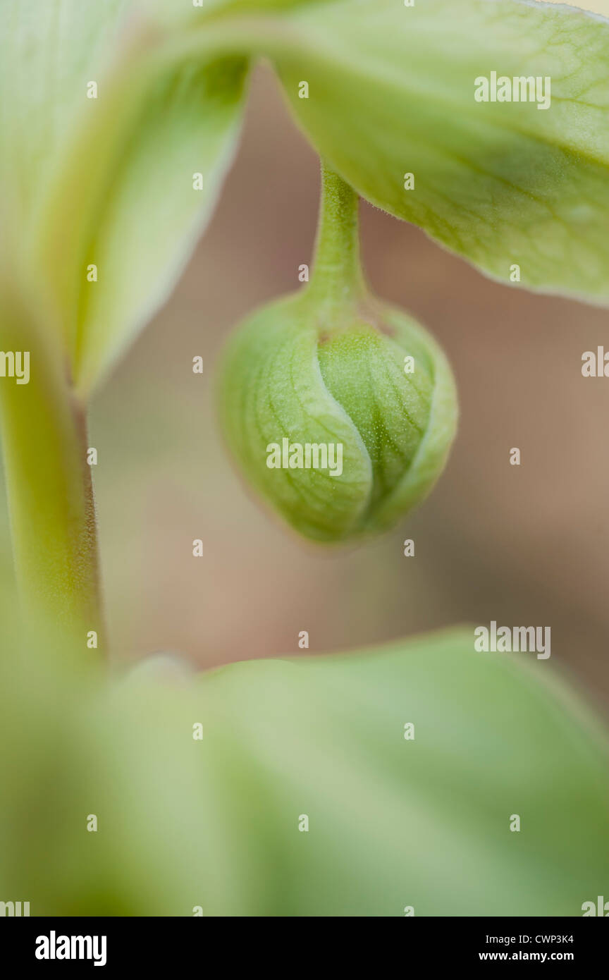 Flower bud, close-up Stock Photo - Alamy
