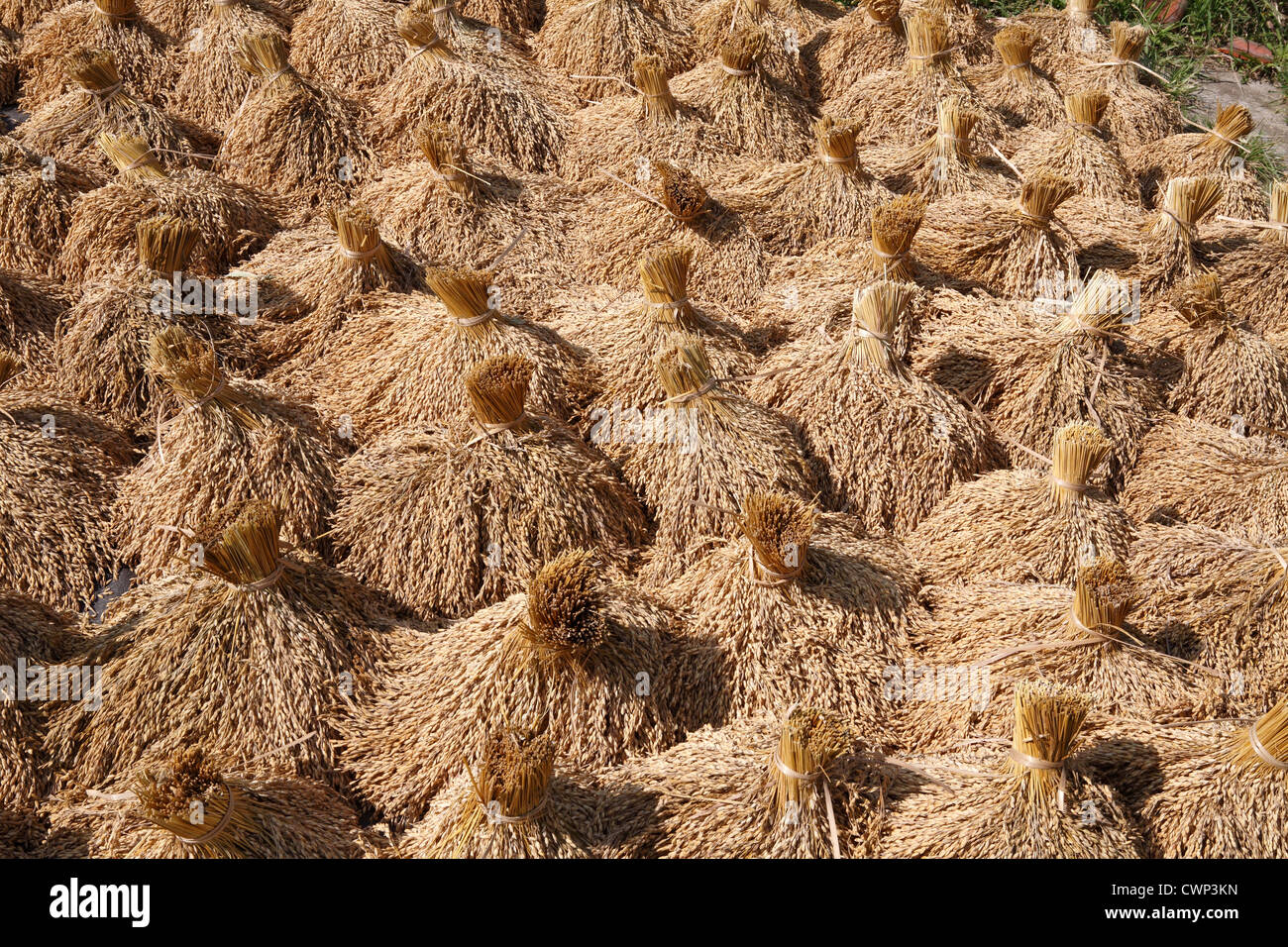 Rice drying hi-res stock photography and images - Alamy