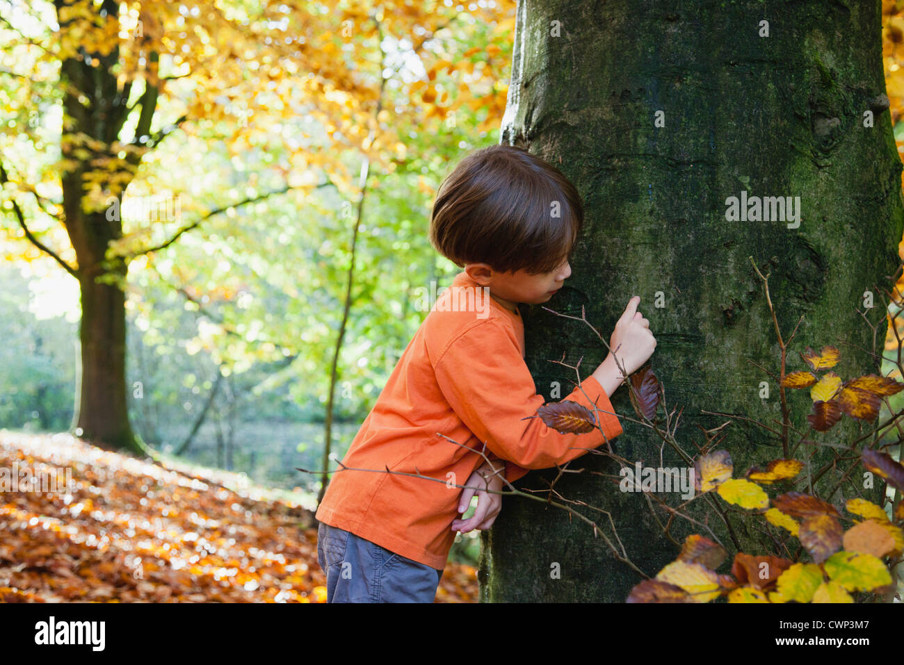 Boy touching tree trunk hi-res stock photography and images - Alamy