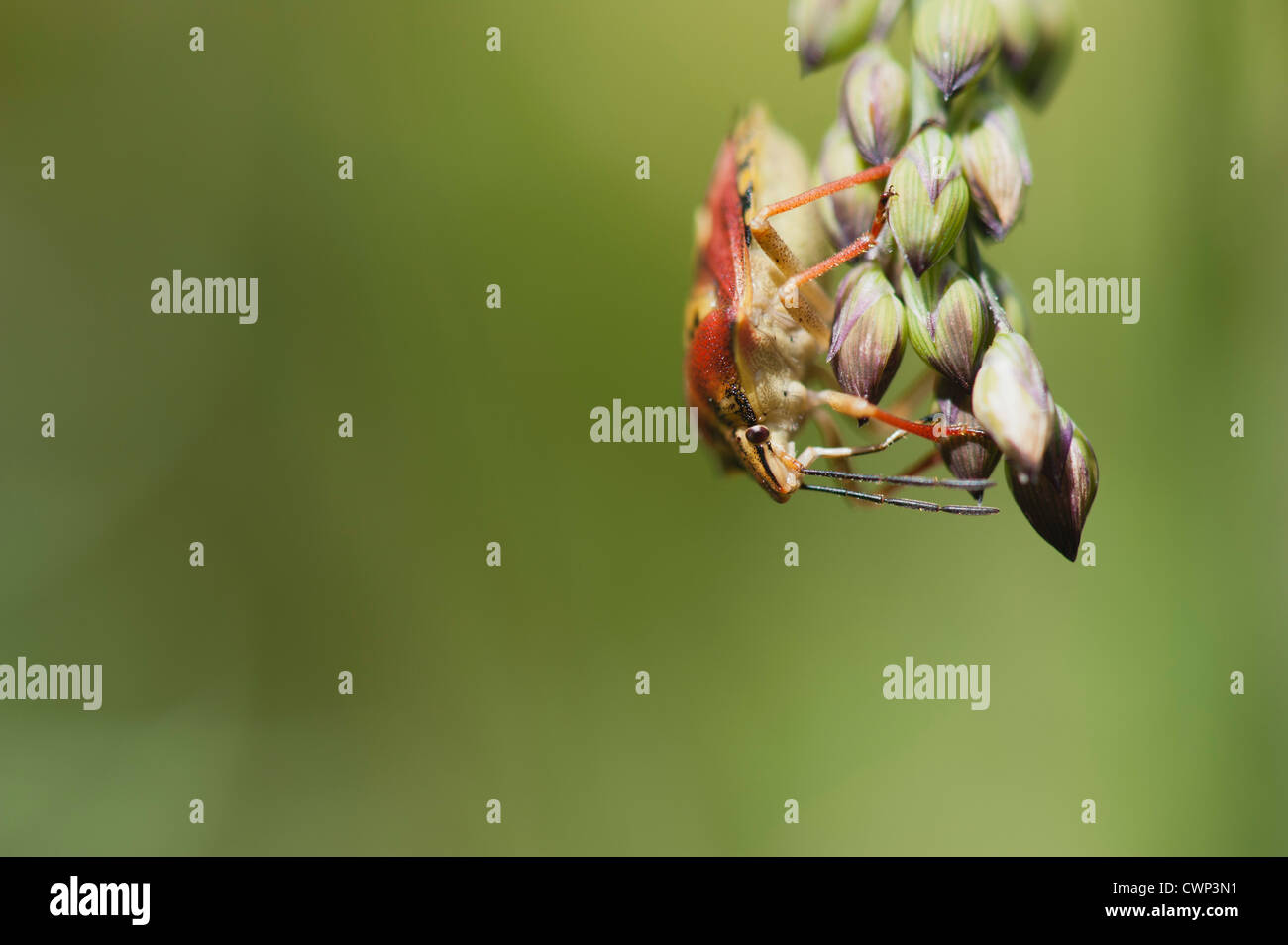Red shield bug hi-res stock photography and images - Alamy