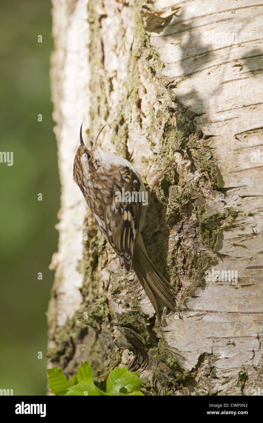 Common Treecreeper (Certhia familiaris) adult male, singing, clinging ...