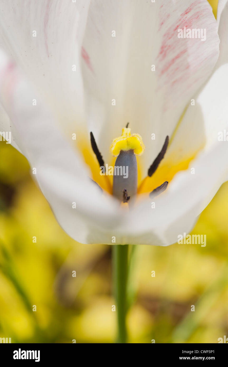 Close-up of tulip's stamen Stock Photo - Alamy