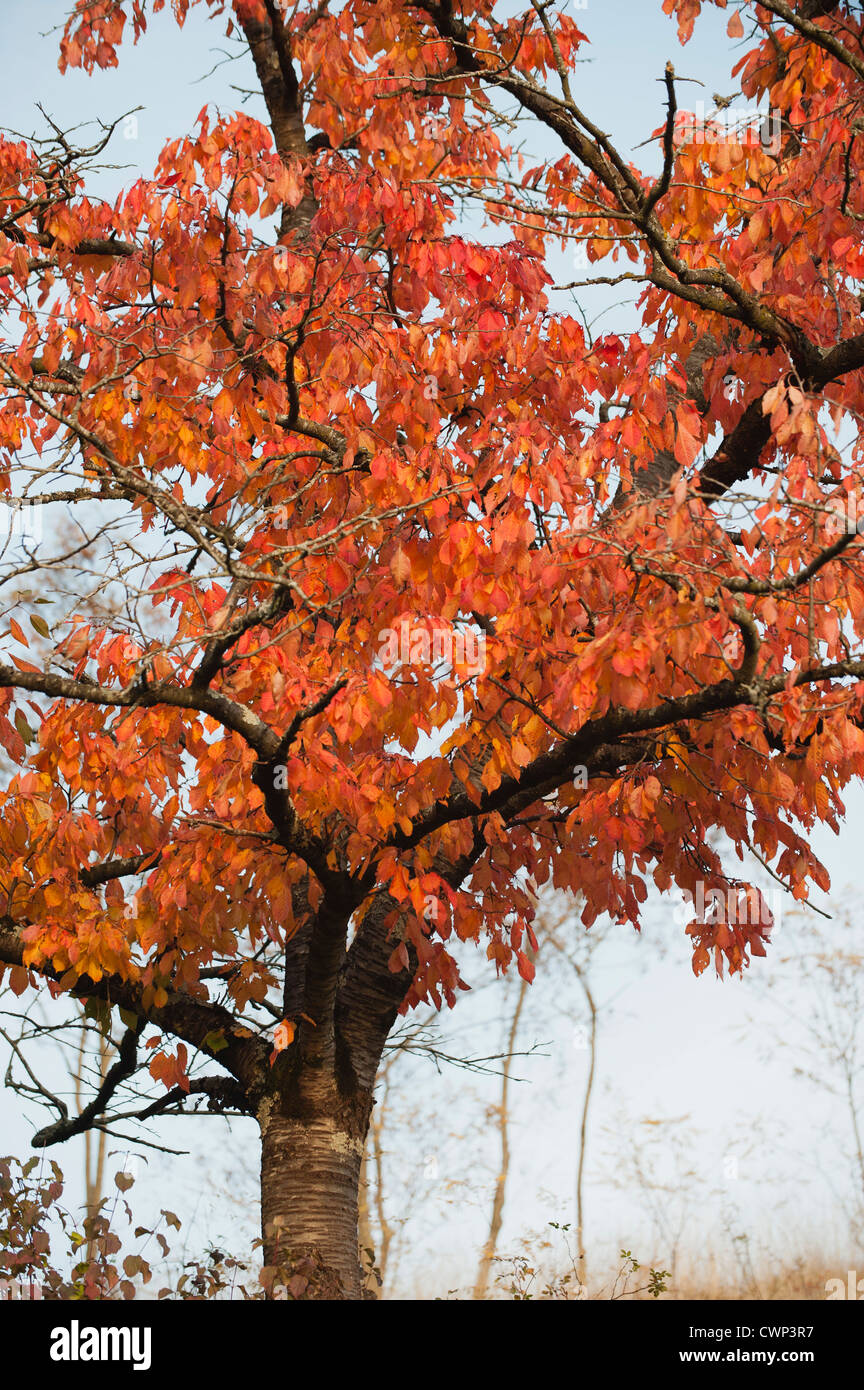 Cherry tree in autumn Stock Photo - Alamy