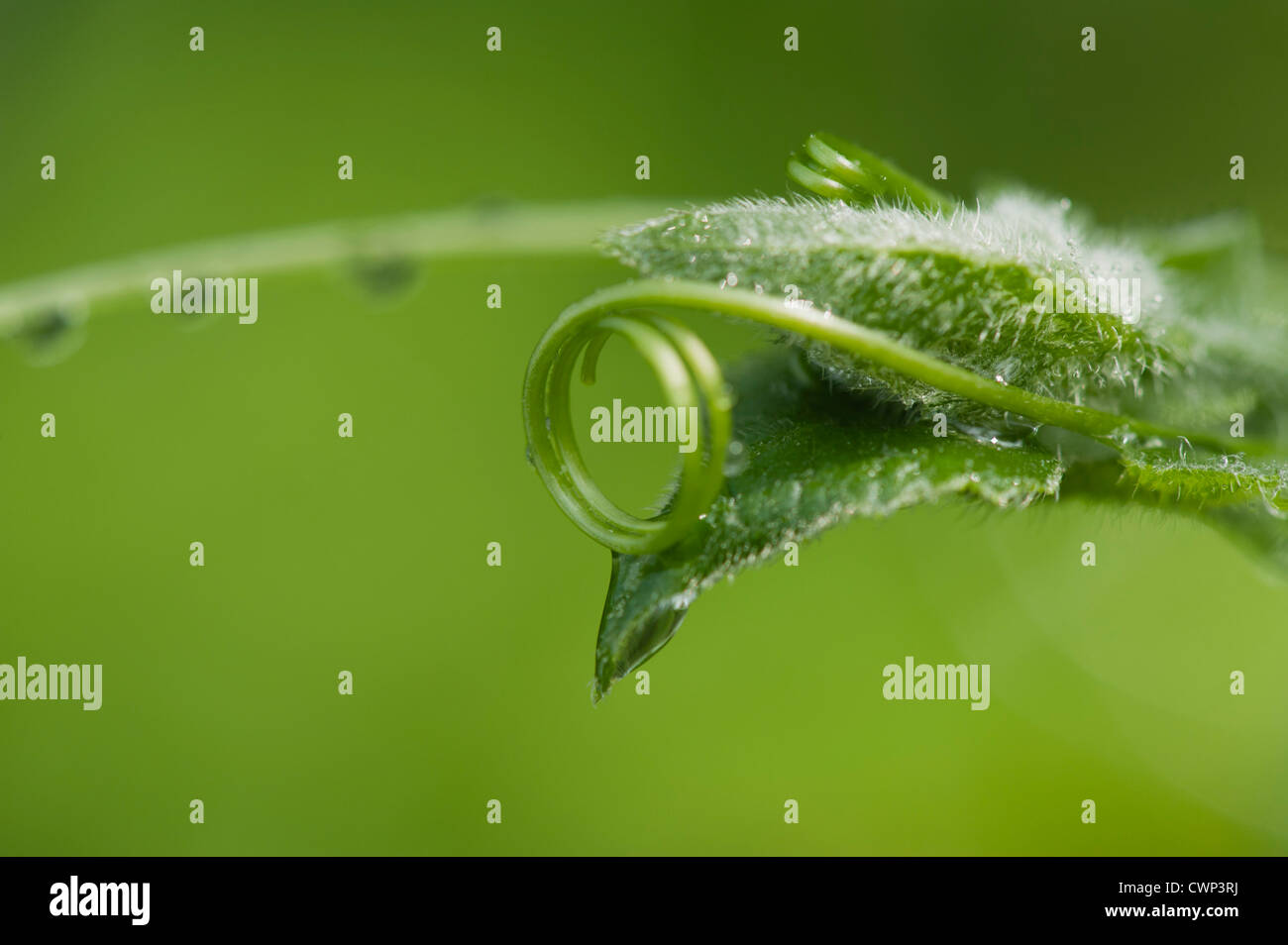 Curled leaf vines hi-res stock photography and images - Alamy