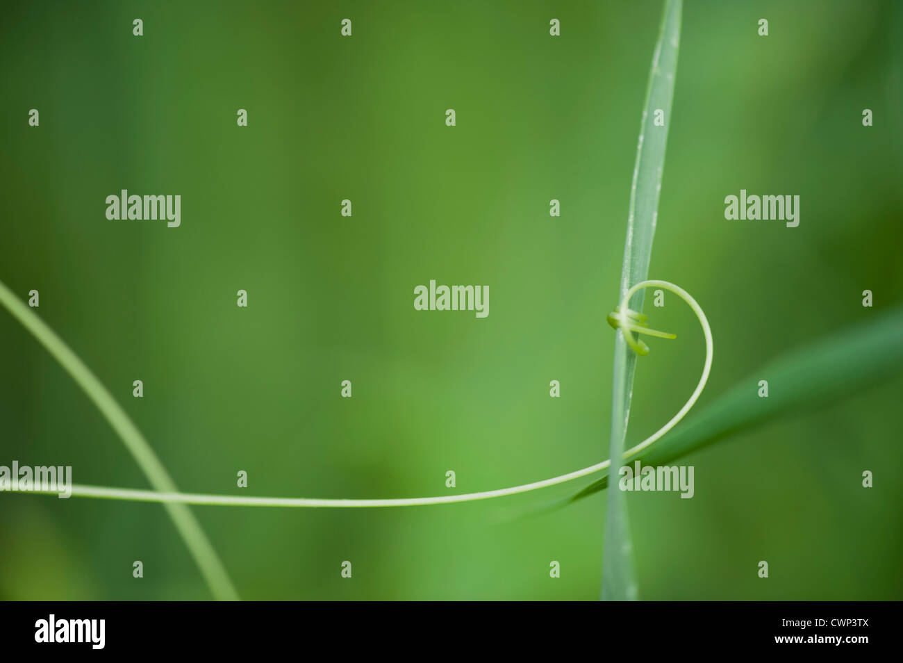 Tendril curling around blade of grass Stock Photo - Alamy