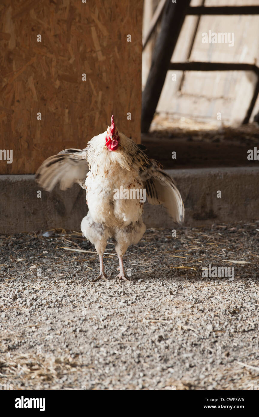 Chicken flapping hi-res stock photography and images - Alamy