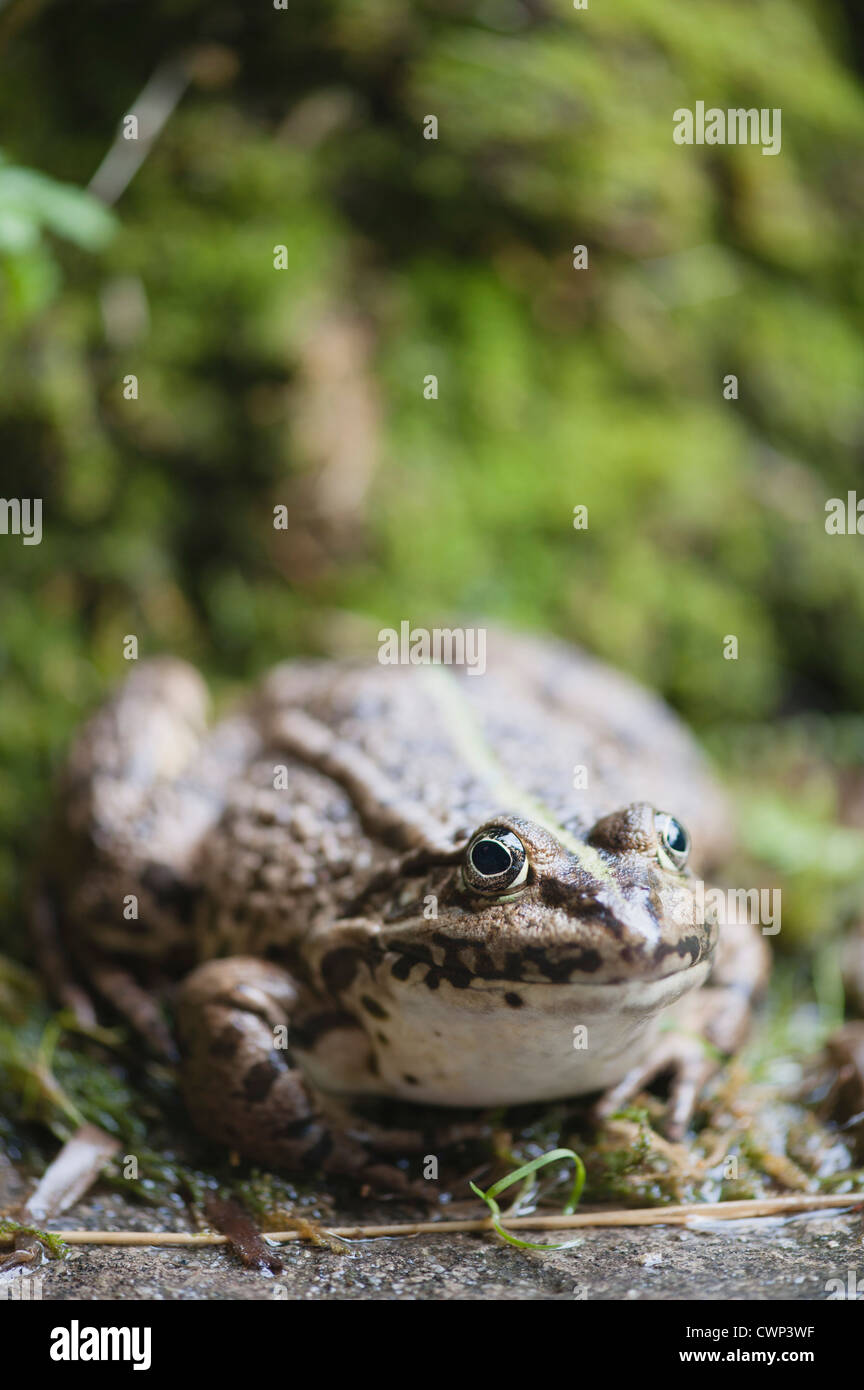 Natterjack toad, close-up Stock Photo - Alamy