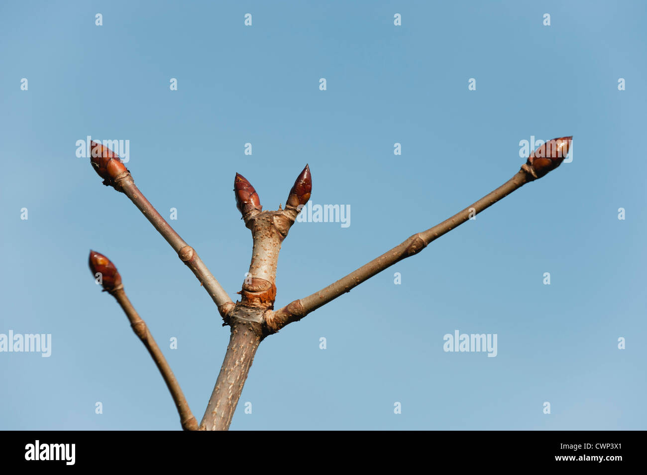 New leaf buds on stem Stock Photo - Alamy