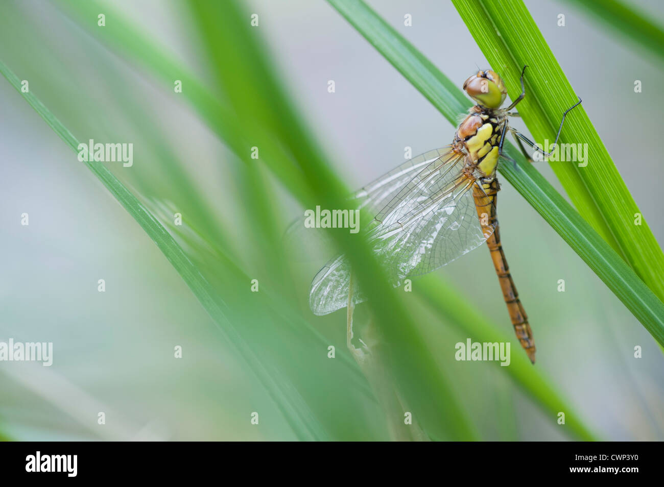 Dragonfly perching on blade of grass Stock Photo - Alamy