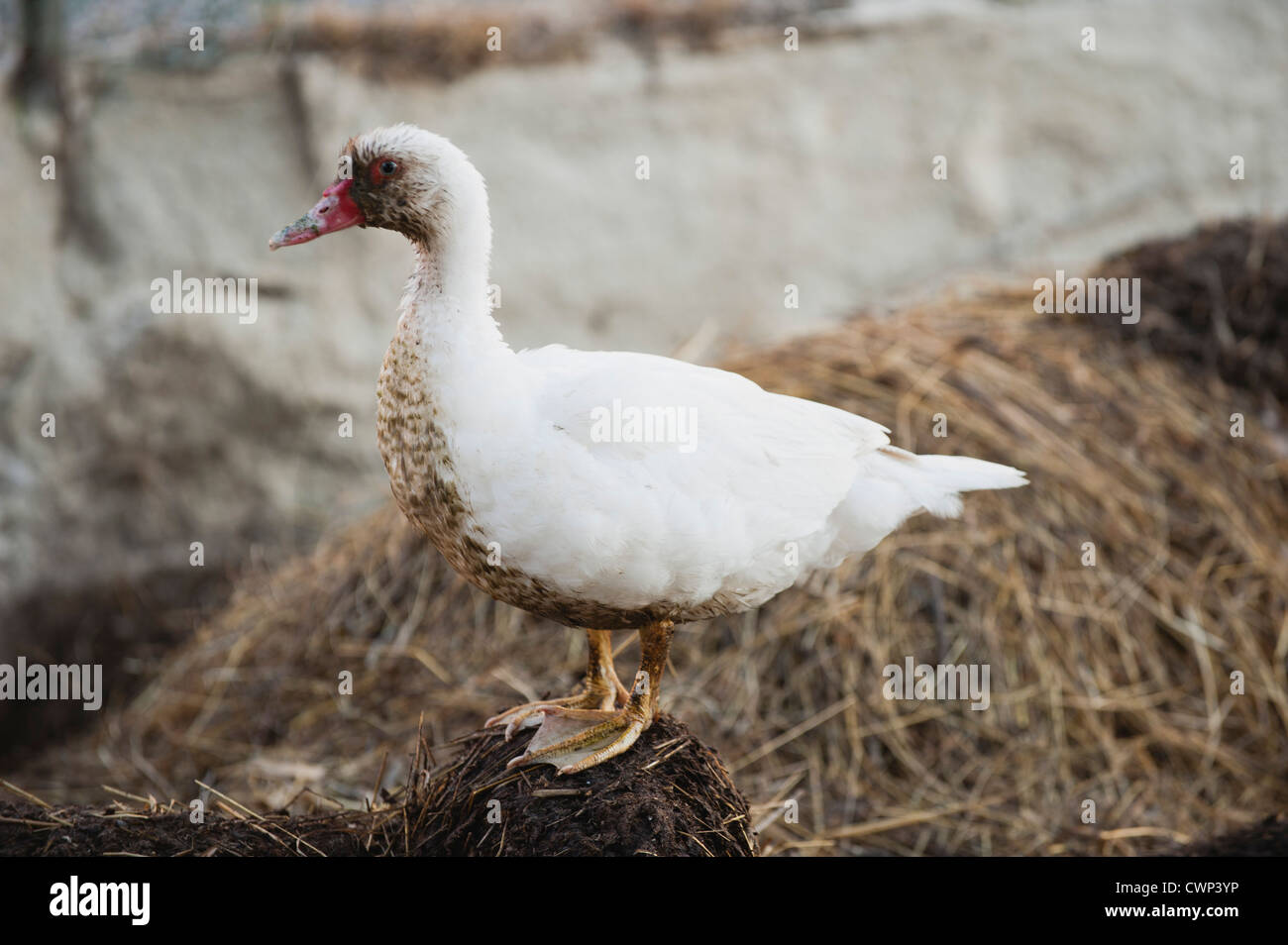 Duck standing on pile of straw Stock Photo - Alamy