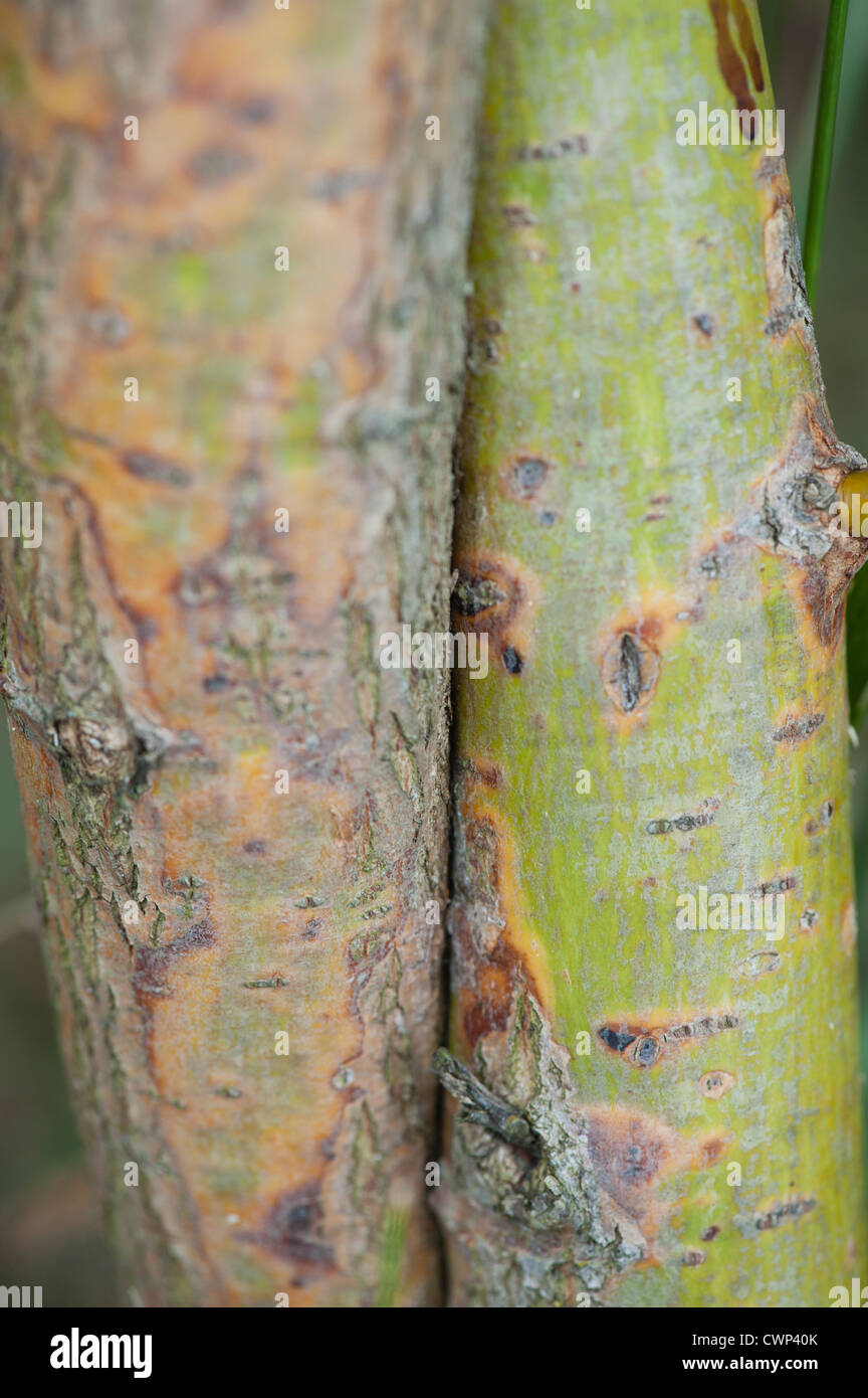 Colorful bark on tree trunks, close-up Stock Photo - Alamy