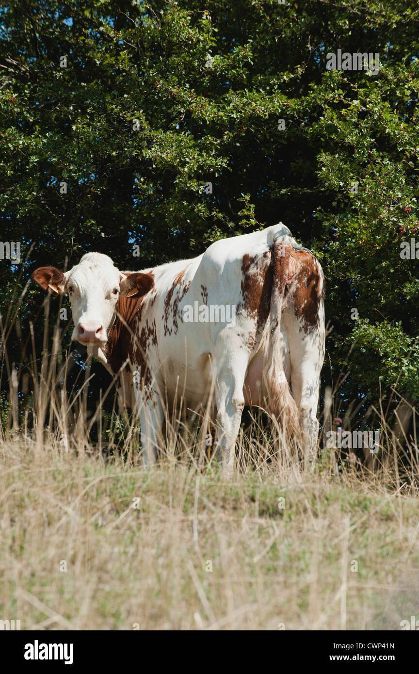 Cow in pasture, looking back at camera Stock Photo - Alamy