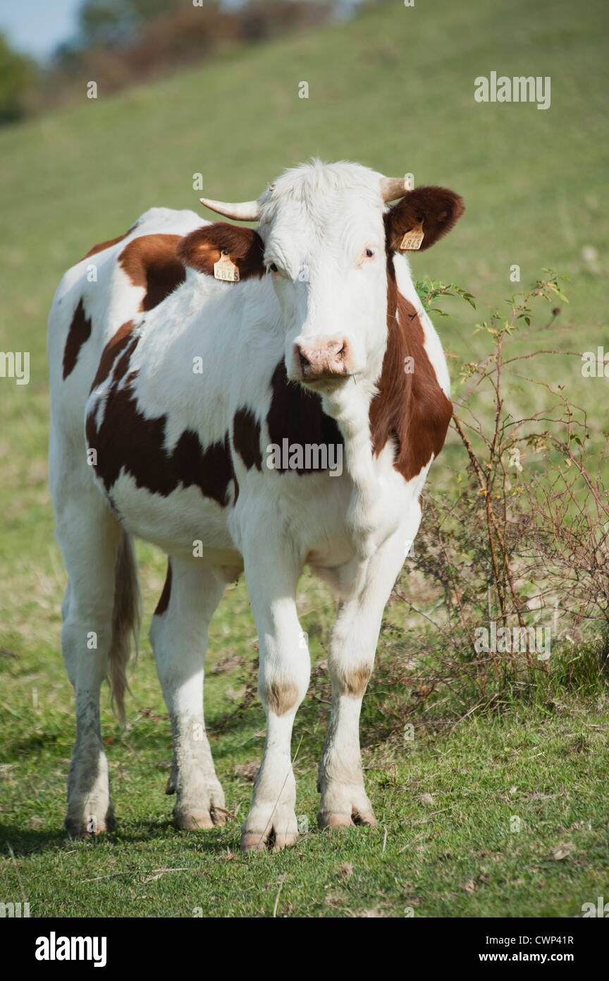 Cow in pasture Stock Photo - Alamy