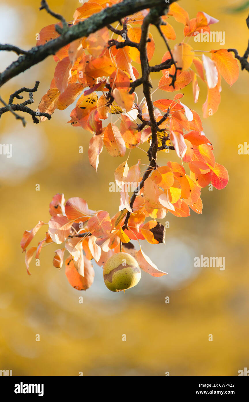 Pear tree in autumn colors hi-res stock photography and images - Alamy