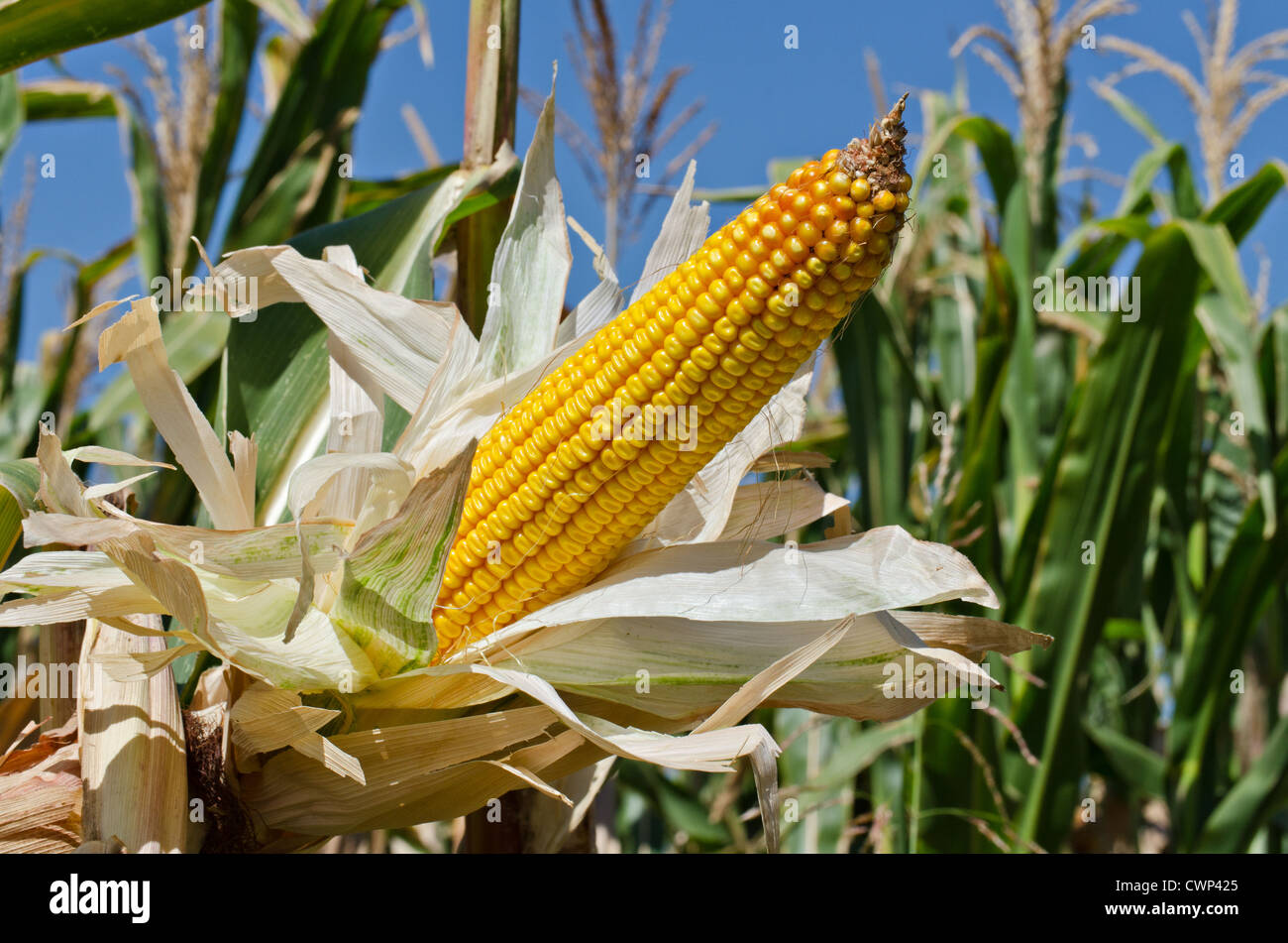 Corn on the stalk in the field, horizontal shot Stock Photo - Alamy