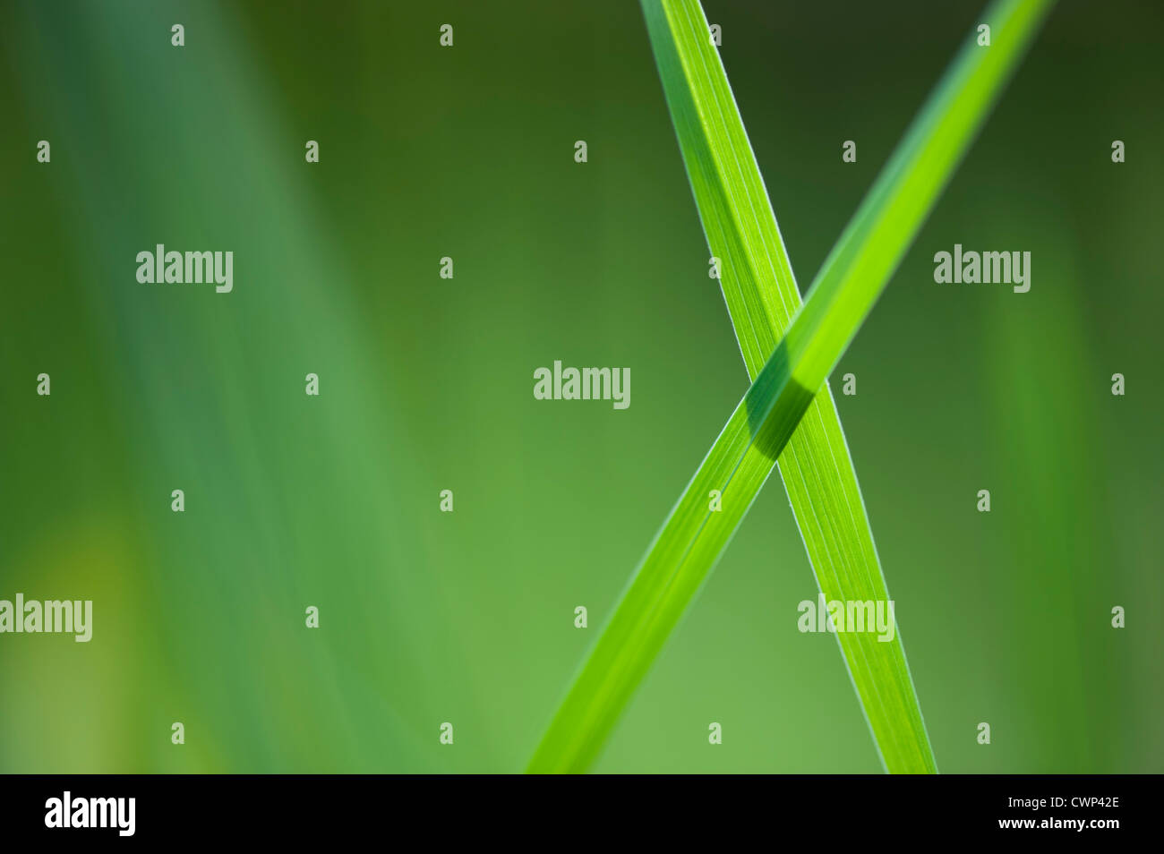 Blades of grass crossed in "x" shape Stock Photo - Alamy