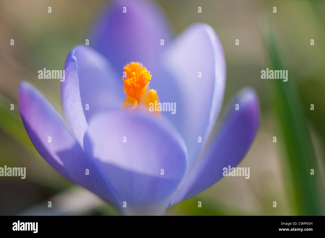 Crocus no focus hi-res stock photography and images - Alamy