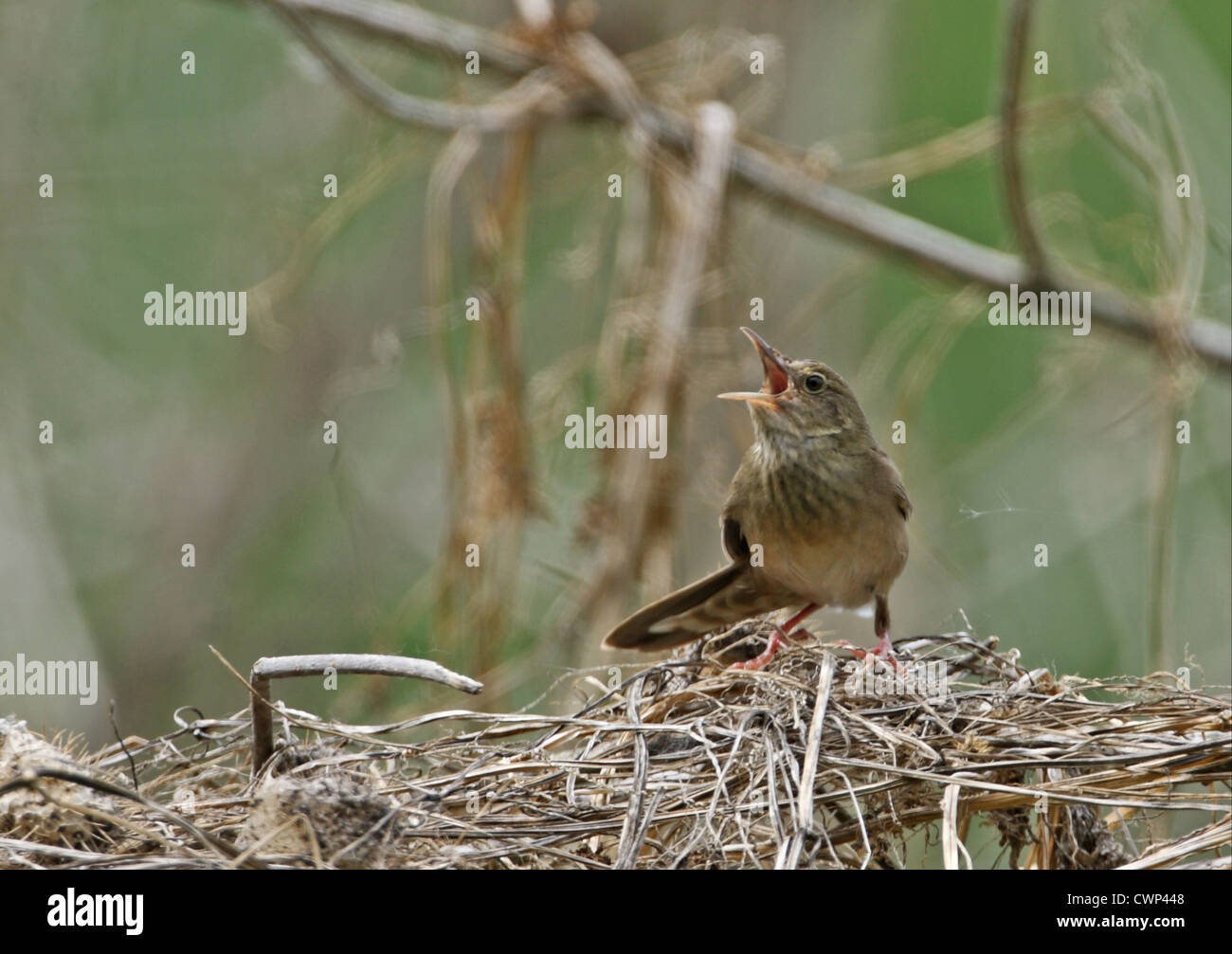 River Warbler (Locustella fluviatilis) adult male, singing, perched on ...