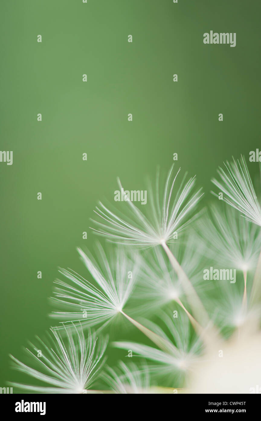 Dandelion seedhead, close-up Stock Photo - Alamy