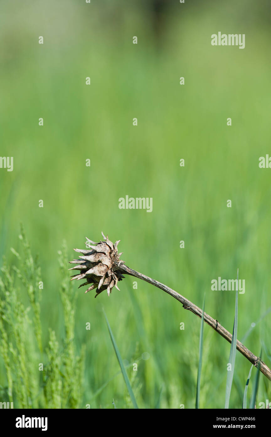 Dead persons flower hi-res stock photography and images - Alamy