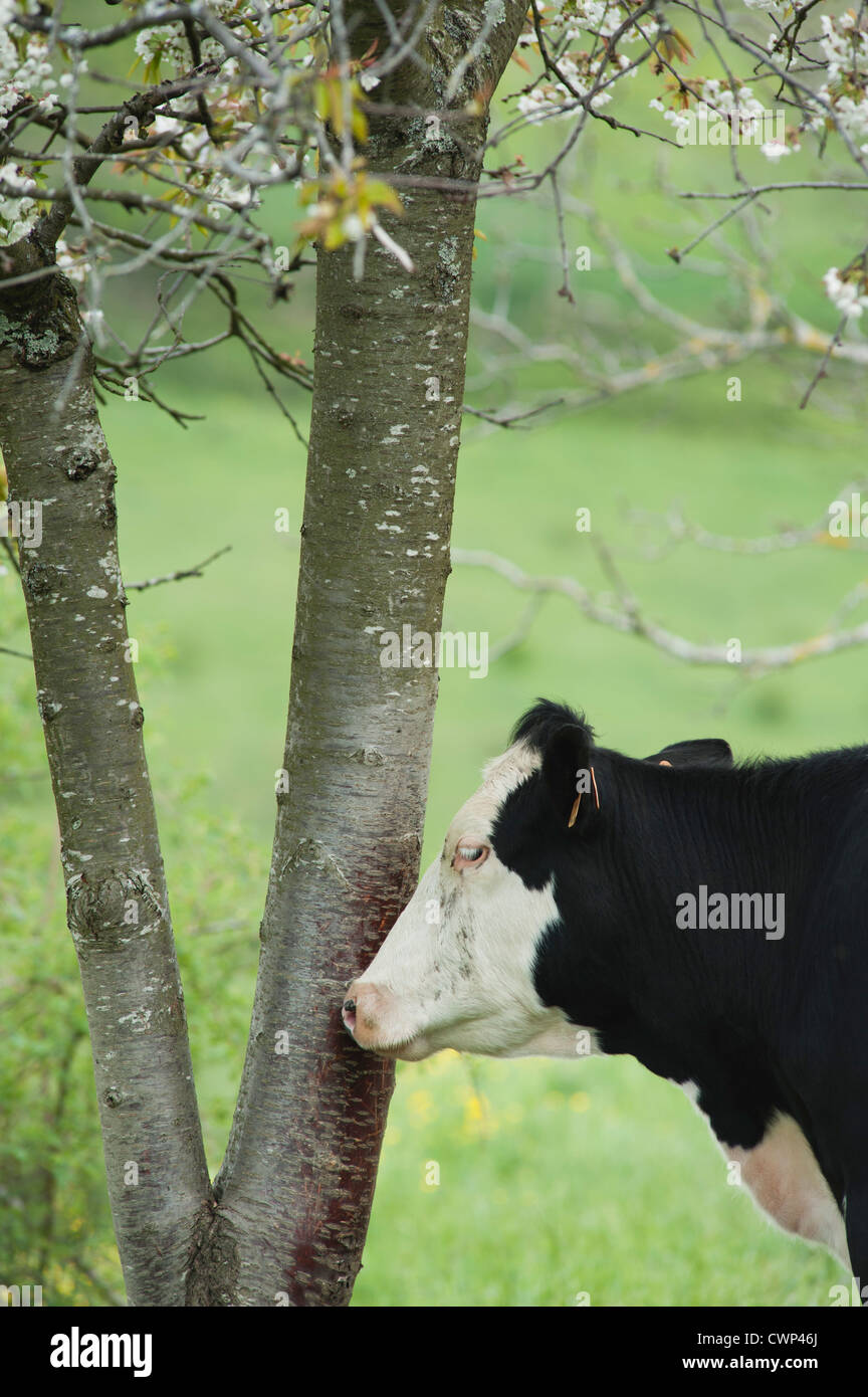 Cow beside tree in pasture Stock Photo - Alamy