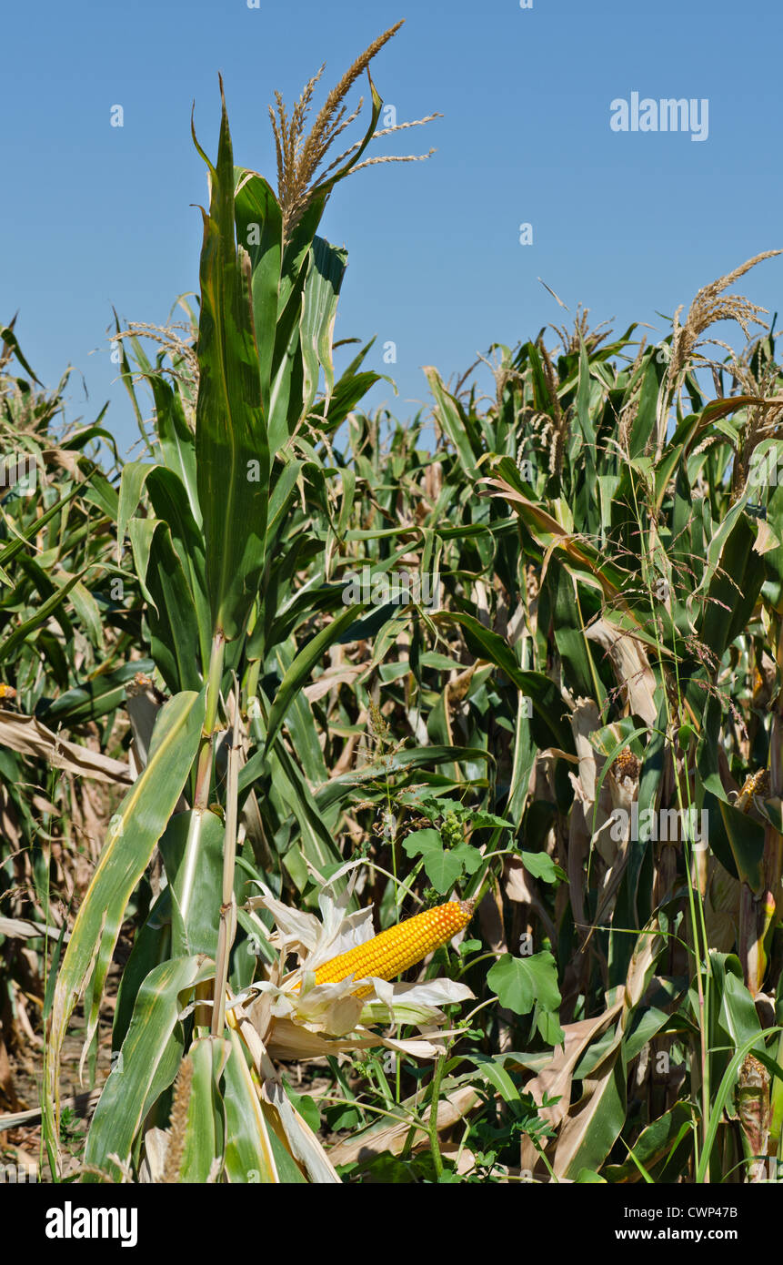 Corn on the stalk in the field, vertical shot Stock Photo - Alamy