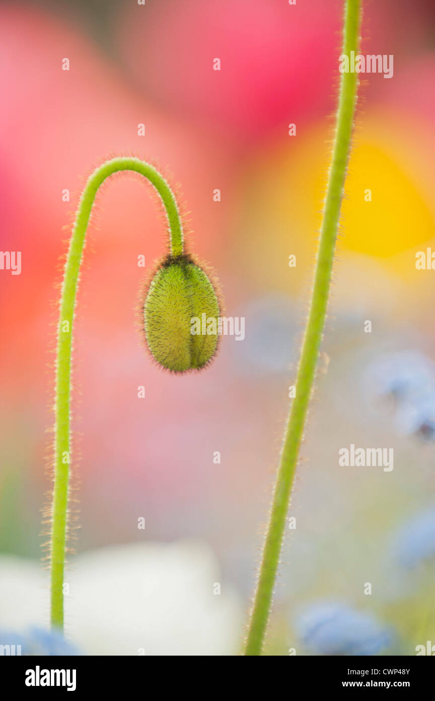 Poppy flower bud Stock Photo - Alamy