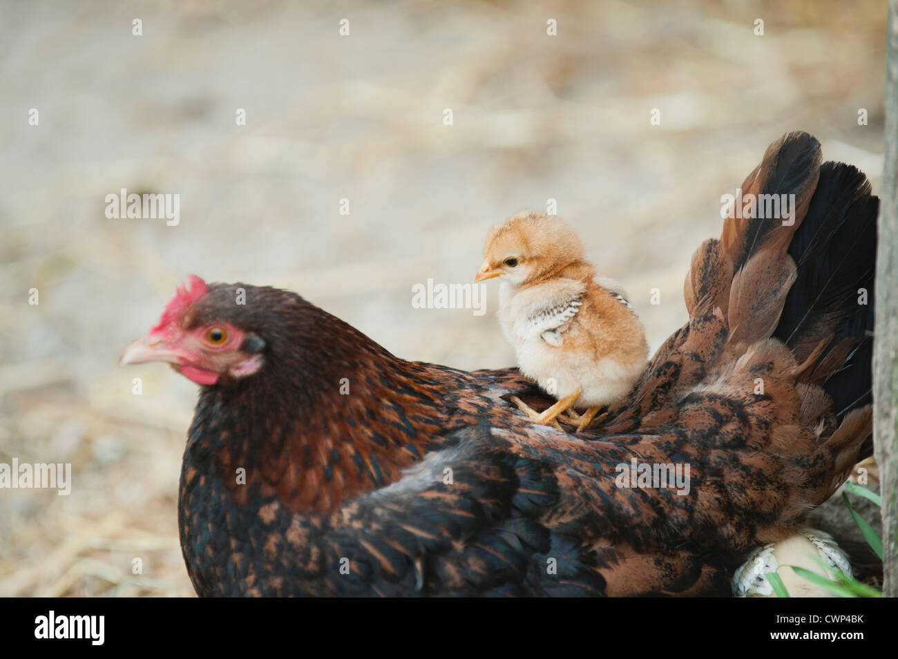Chick sitting on hen's back Stock Photo - Alamy