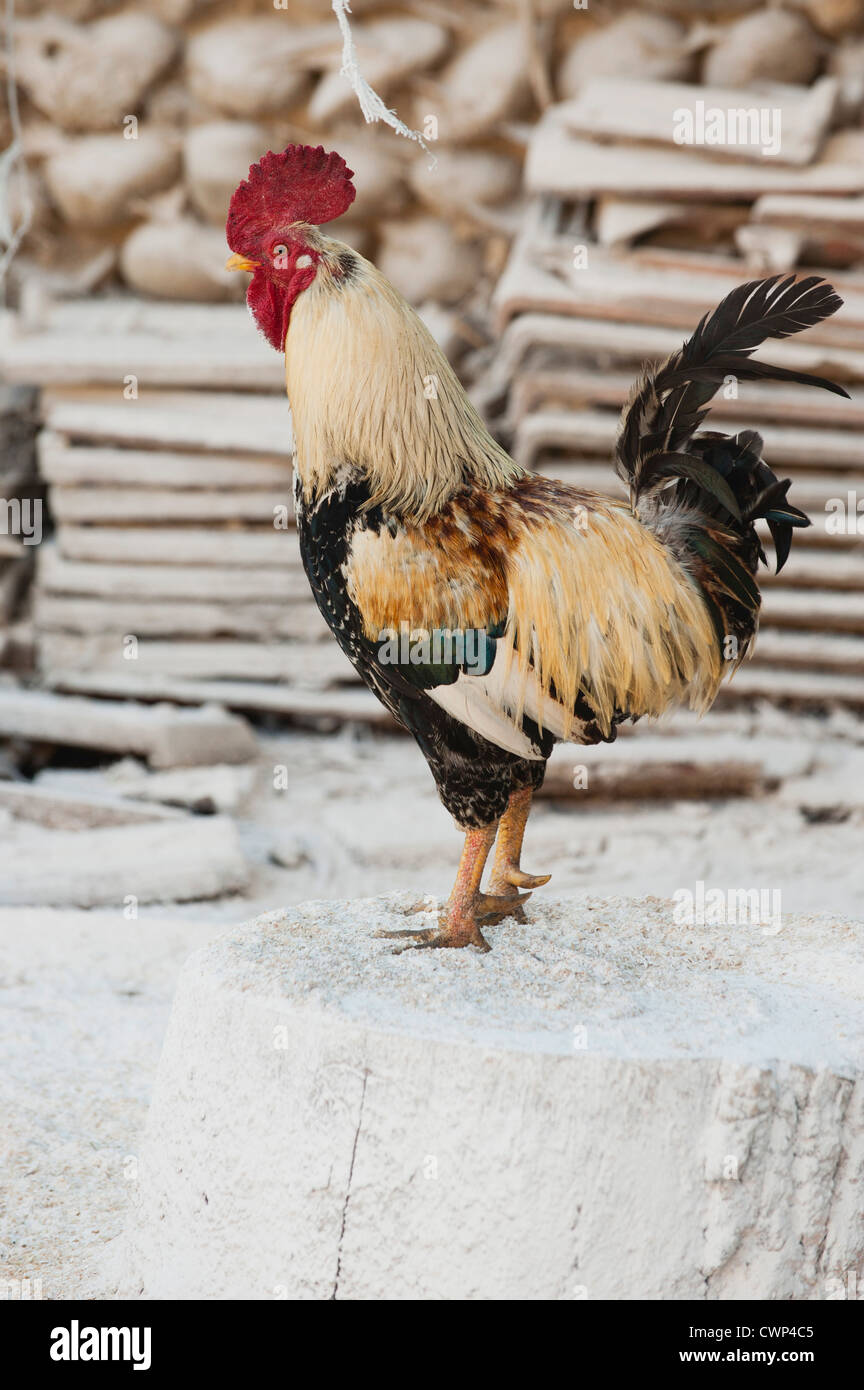 Rooster images hi-res stock photography and images - Alamy