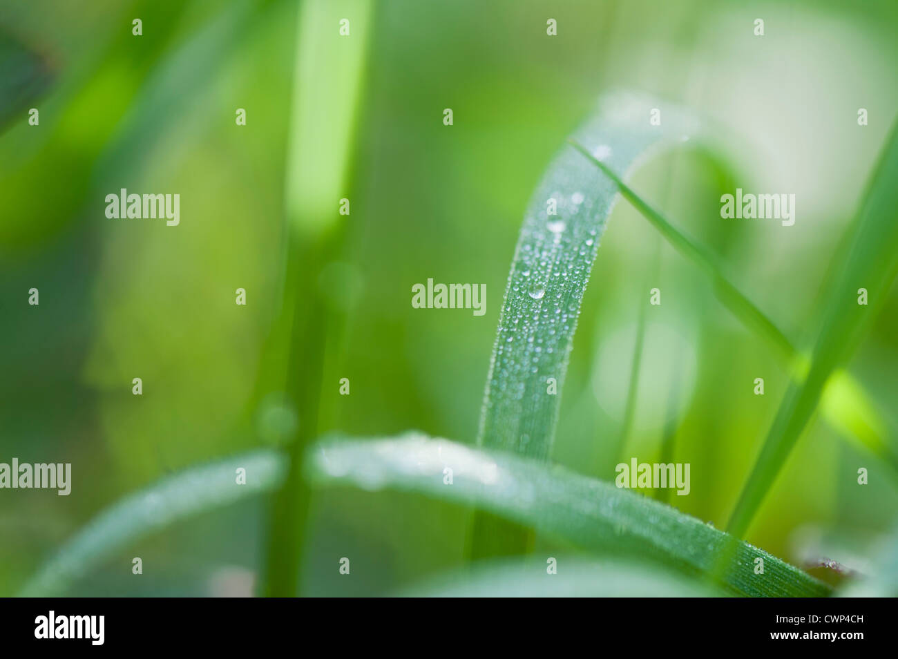 Drops dew grass hi-res stock photography and images - Alamy