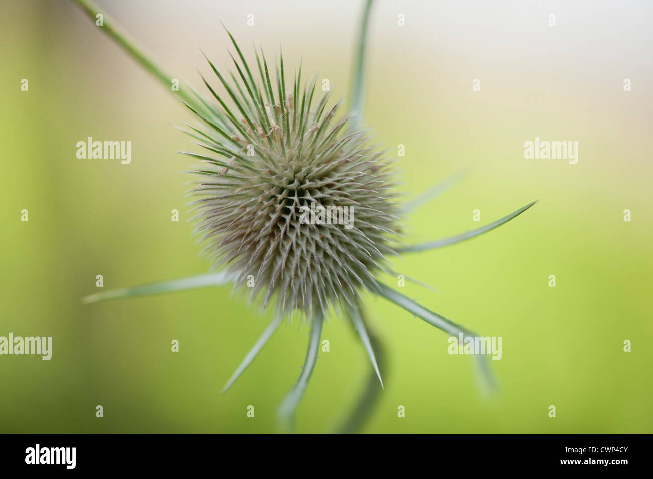 Prickly husk hi-res stock photography and images - Alamy