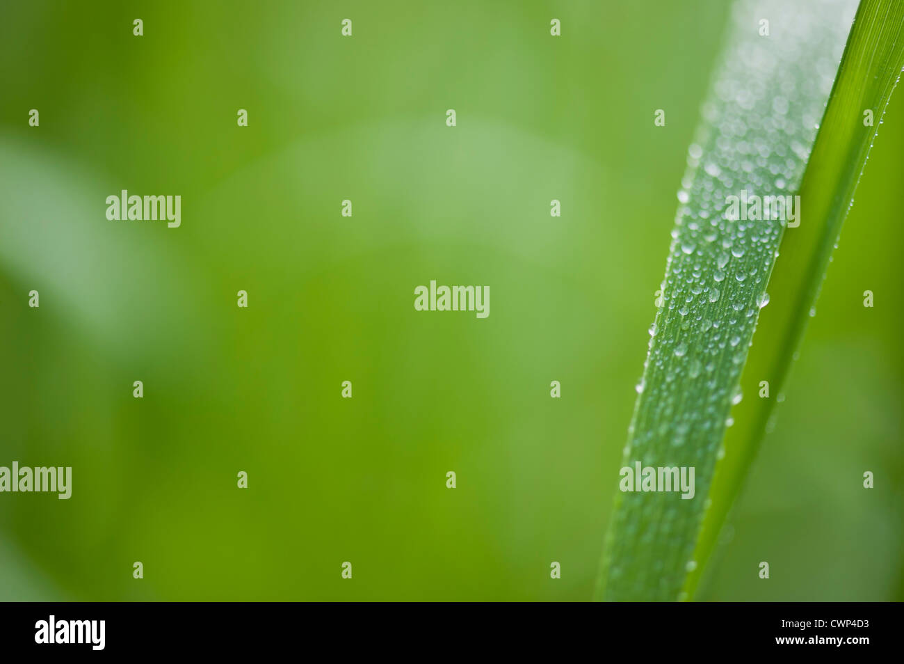 Dew droplets on blade of grass Stock Photo - Alamy