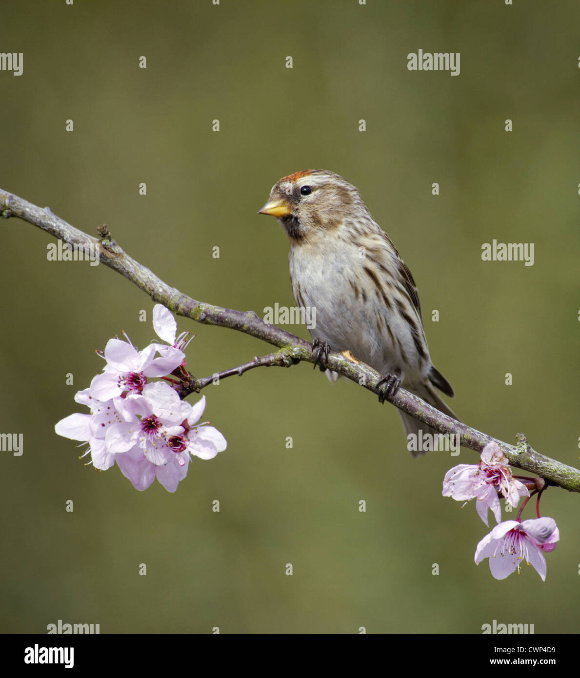 Lesser Redpoll (Carduelis cabaret) adult female / first winter plumage ...