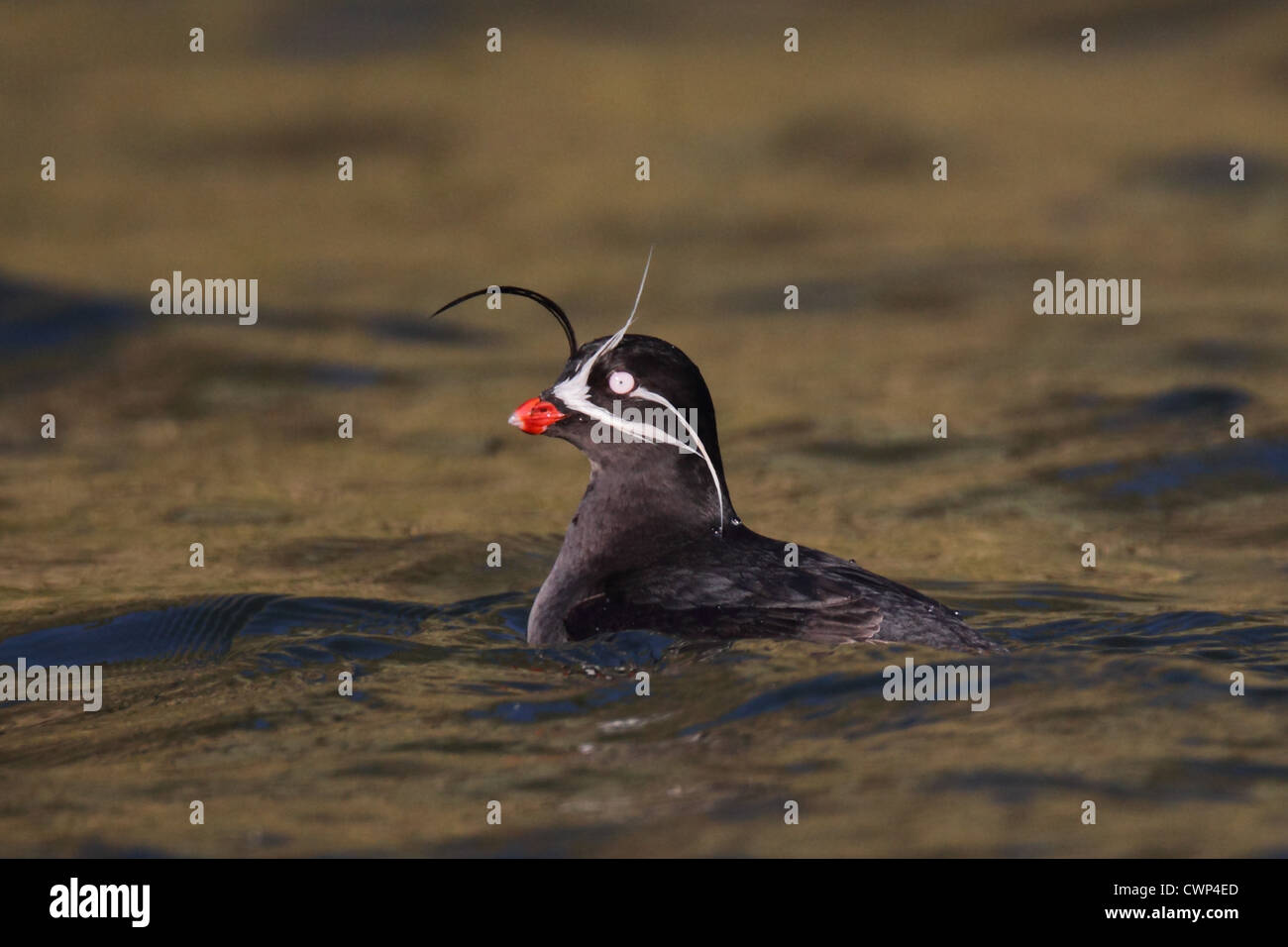 Whiskered Auklet (Aethia pygmaea) adult, breeding plumage, swimming at ...