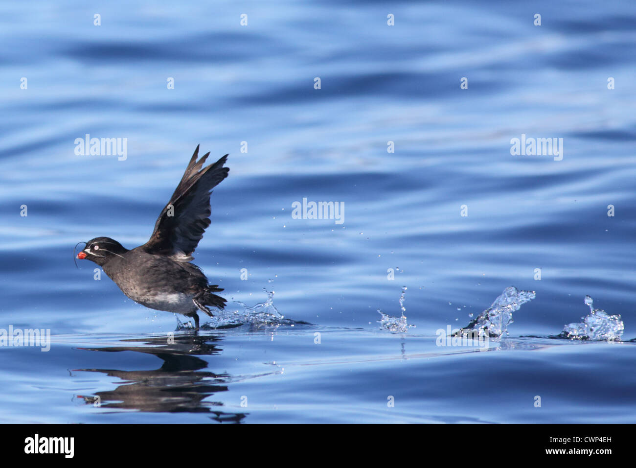 Whiskered Auklet (Aethia pygmaea) adult, breeding plumage, taking off ...
