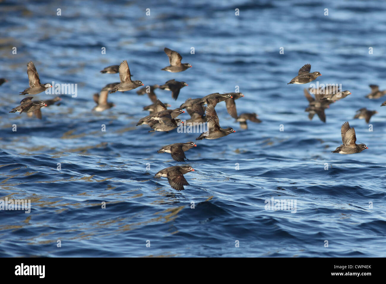 Breeding birds of russia hi-res stock photography and images - Alamy