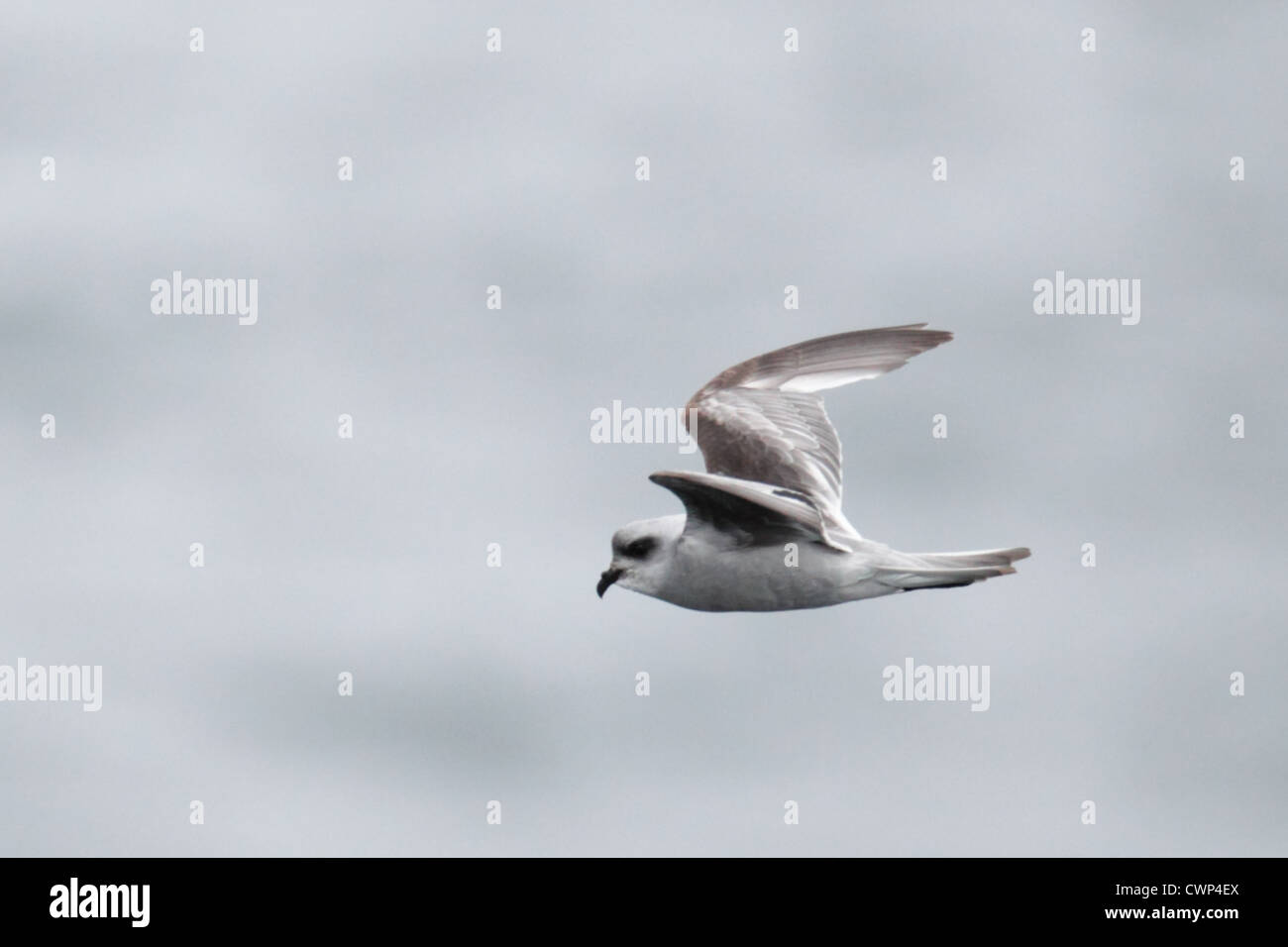 Fork-tailed Storm-petrel (Oceanodroma furcata) adult, in flight over ...