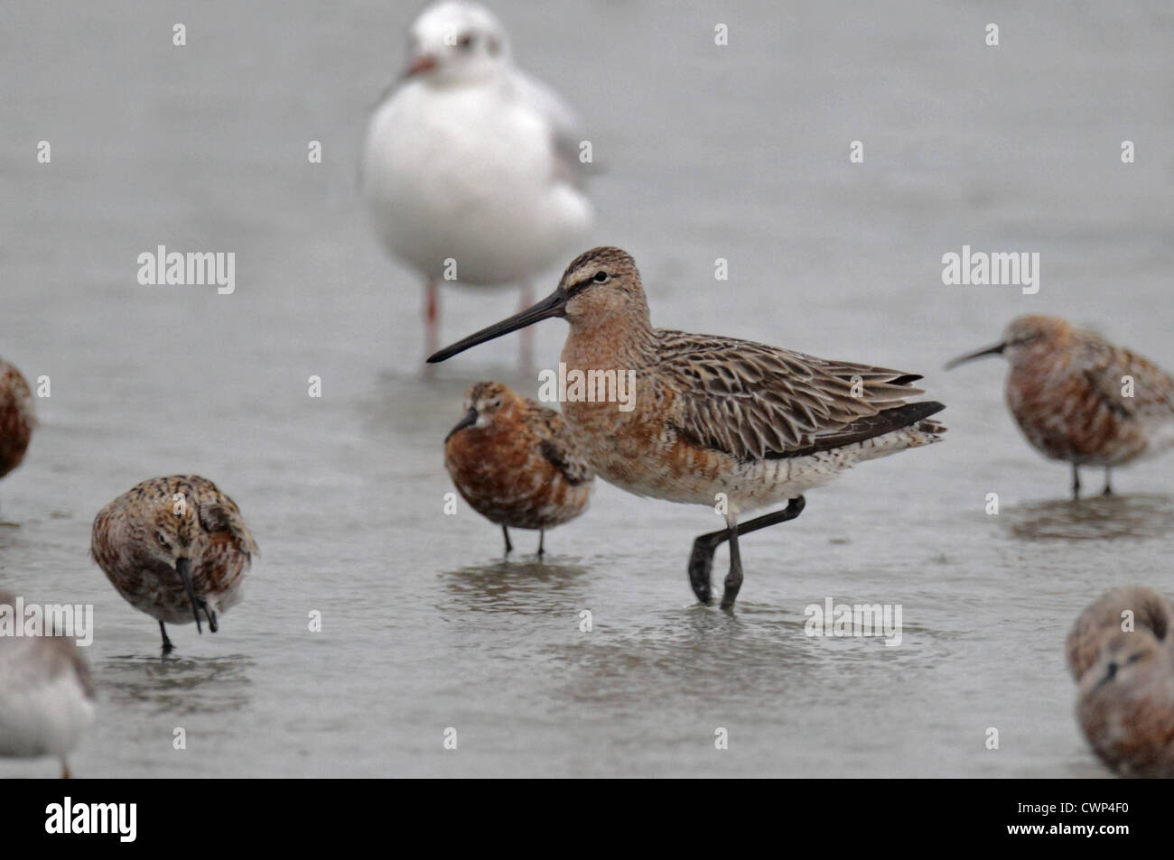 Asian Dowitcher (Limnodromus semipalmatus) adult, partial breeding ...